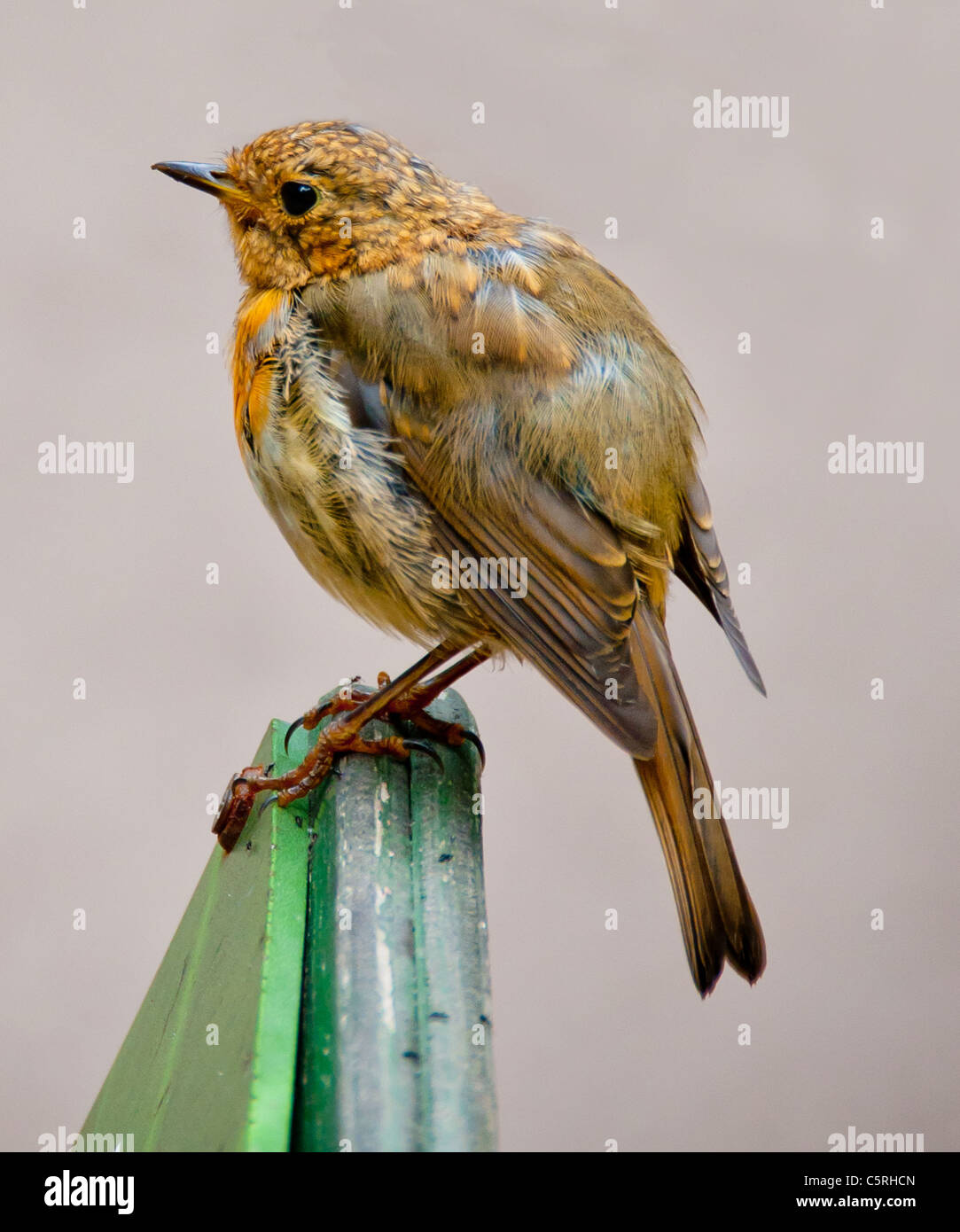 Robin brown hi-res stock photography and images - Alamy