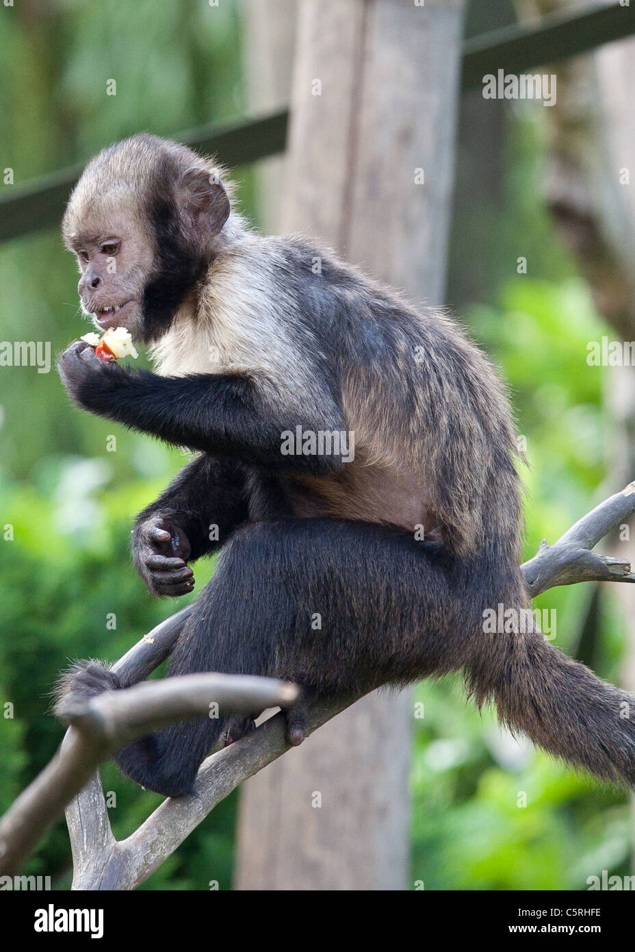 Zoo monkey hi-res stock photography and images - Alamy