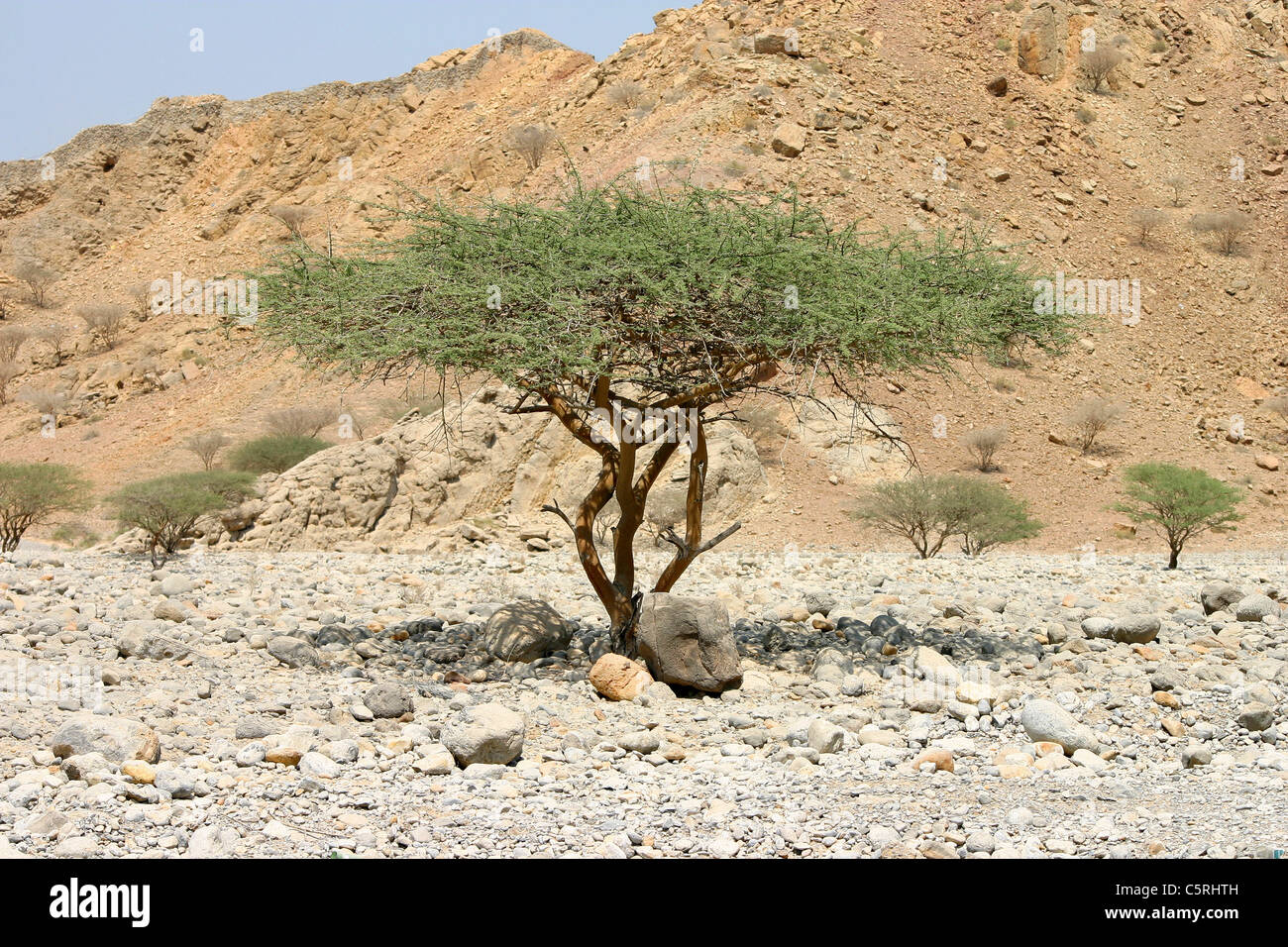 Tree in ras al khaimah hi-res stock photography and images - Alamy