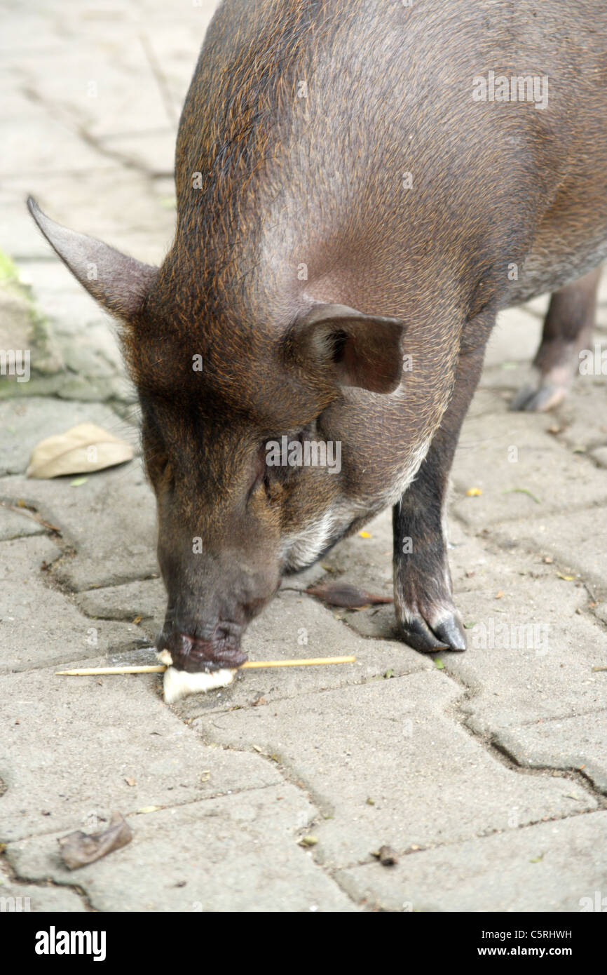 Brown pig eating food on floor Stock Photo - Alamy