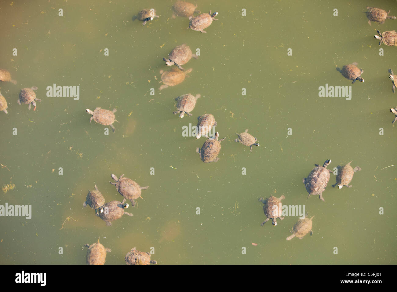 Striped Necked Terrapins (Mauremys caspica) in a river in Skala eresou ...