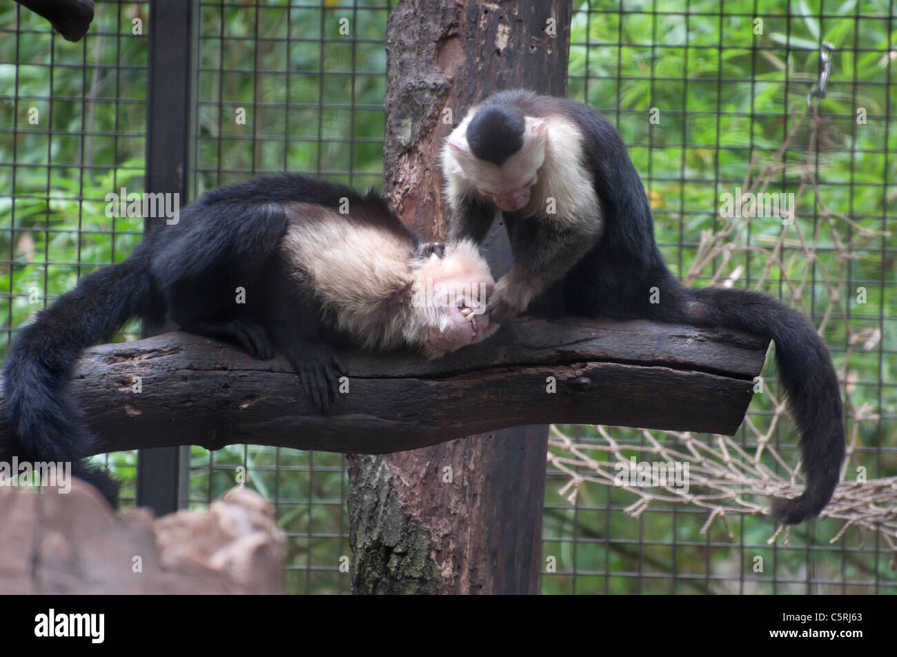 Nose picking monkey hi-res stock photography and images - Alamy