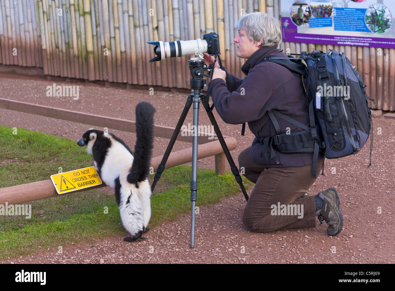 Wildlife photographer and Lemur, South Lakes Wild Animal Park, Cumbria ...