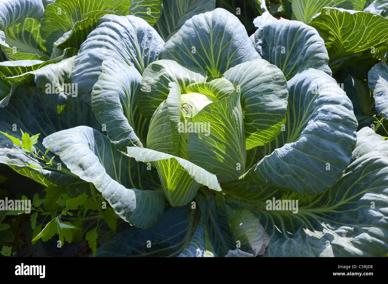 big cabbage on a vegetable garden Stock Photo - Alamy