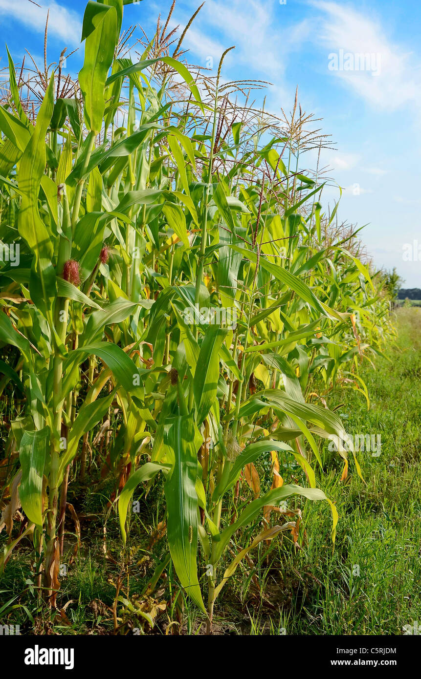 corn on a vegetable garden Stock Photo - Alamy