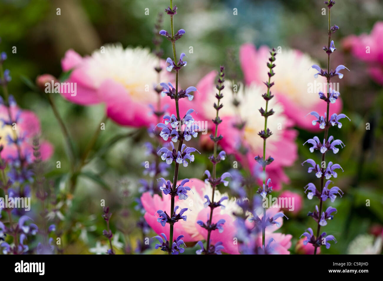 Open peonies hi-res stock photography and images - Alamy
