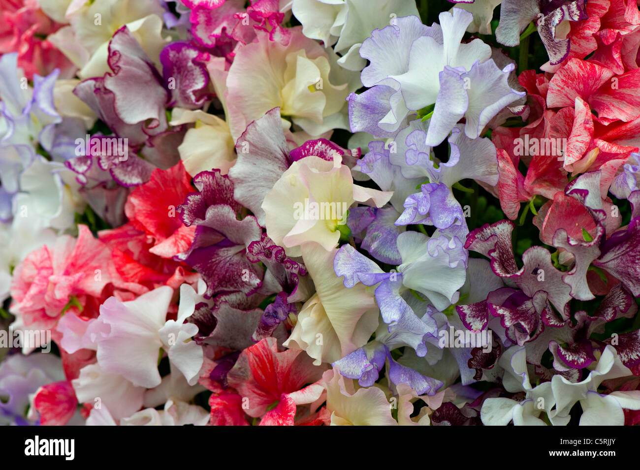 Family of the legumes fabaceae hi-res stock photography and images - Alamy