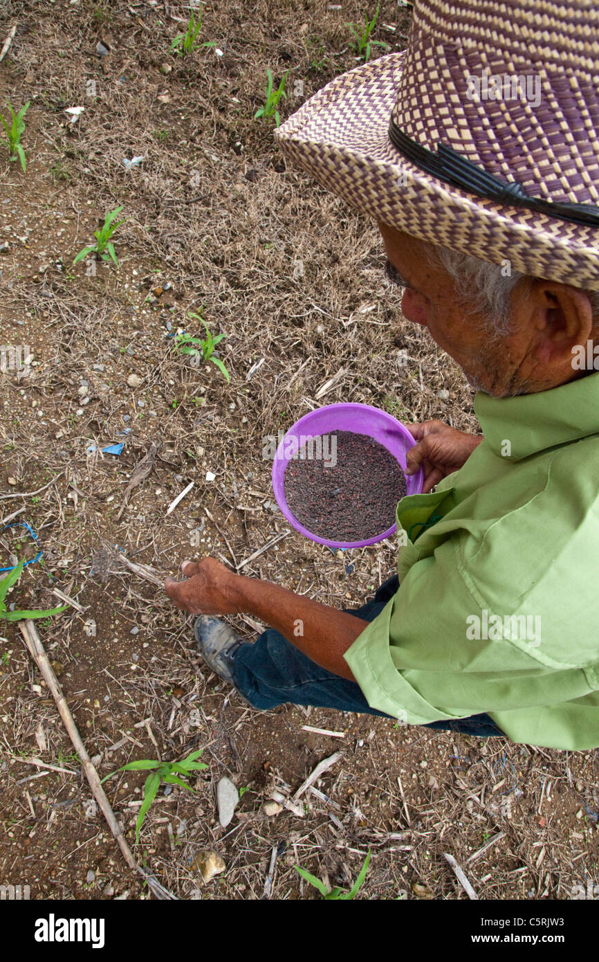 Elderly man fertilizing corn, Canton La Junta, Comalapa, Chalatenango ...