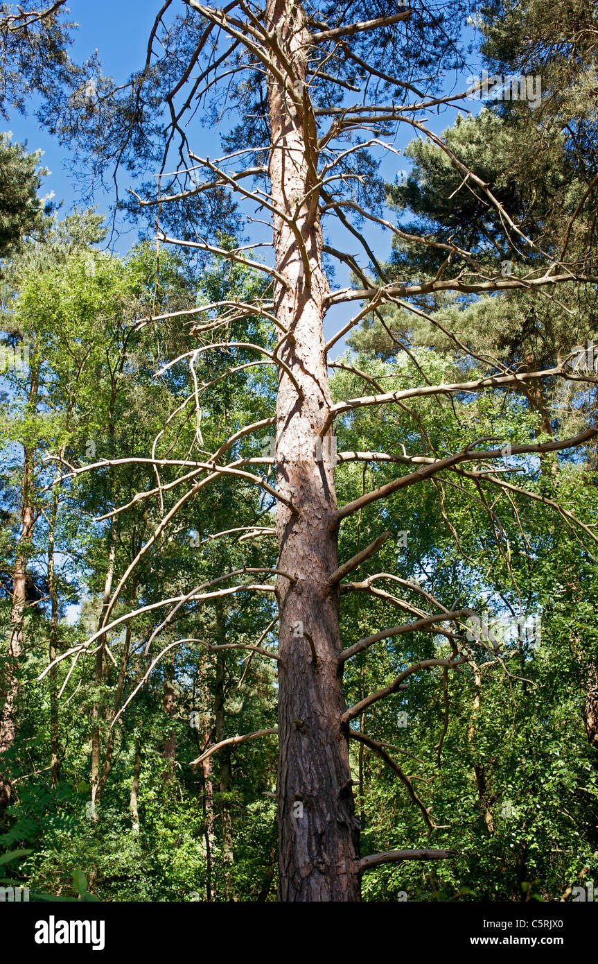 Rendlesham forest, Suffolk, UK Stock Photo - Alamy