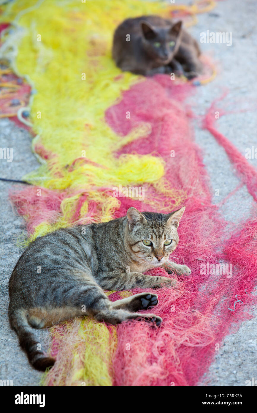 Feral cats net hi-res stock photography and images - Alamy