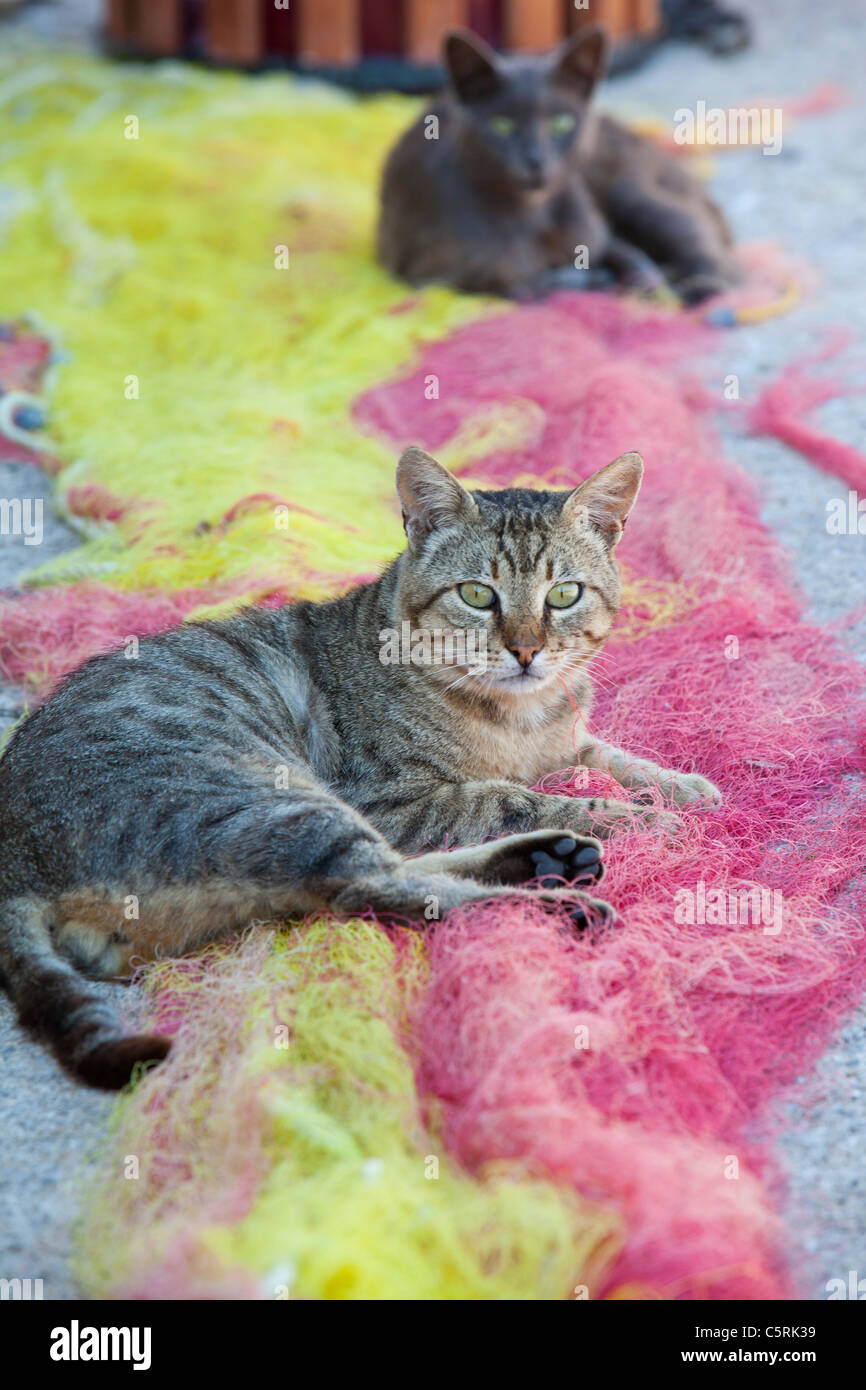 Feral cats net hi-res stock photography and images - Alamy