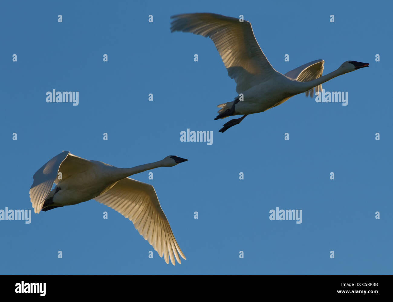 Trumpeter Swans in Flight Stock Photo - Alamy