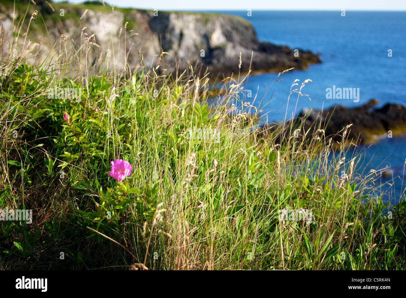Cliff flower hi-res stock photography and images - Alamy