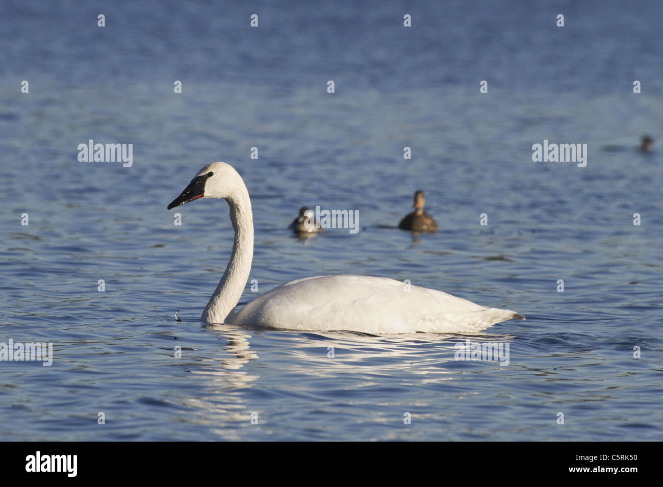 Gracious birds hi-res stock photography and images - Alamy