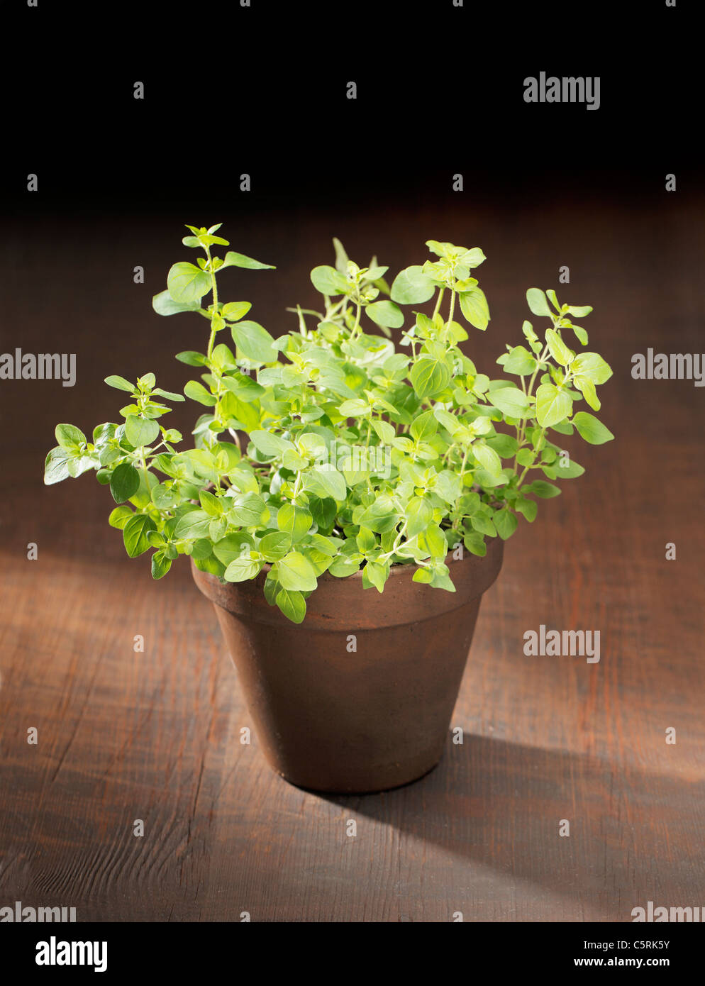 Oregano plant in clay pot hi-res stock photography and images - Alamy