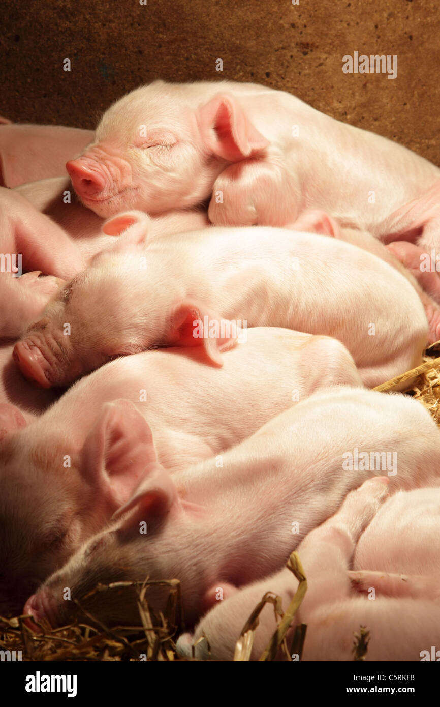 Piglet hi-res stock photography and images - Alamy