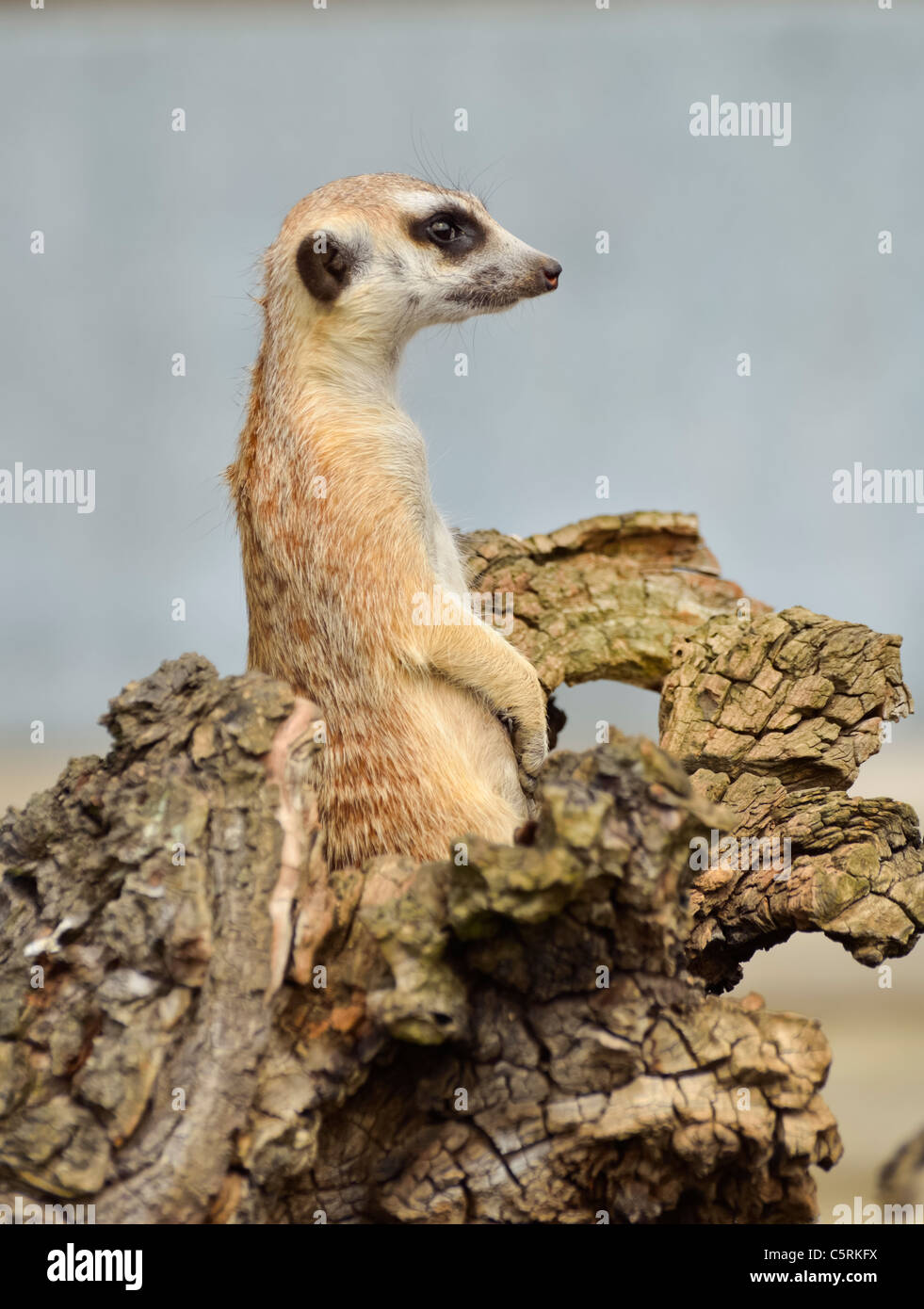 Meerkat Looking Out Standing Up Stock Photo - Alamy