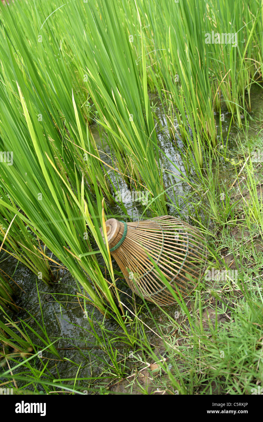 Fish trap in rice field Stock Photo - Alamy