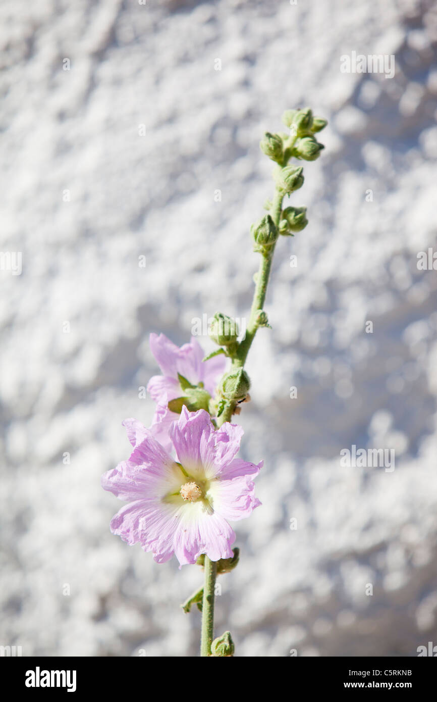 A Mallow flower growing on lesbos, Greece Stock Photo - Alamy