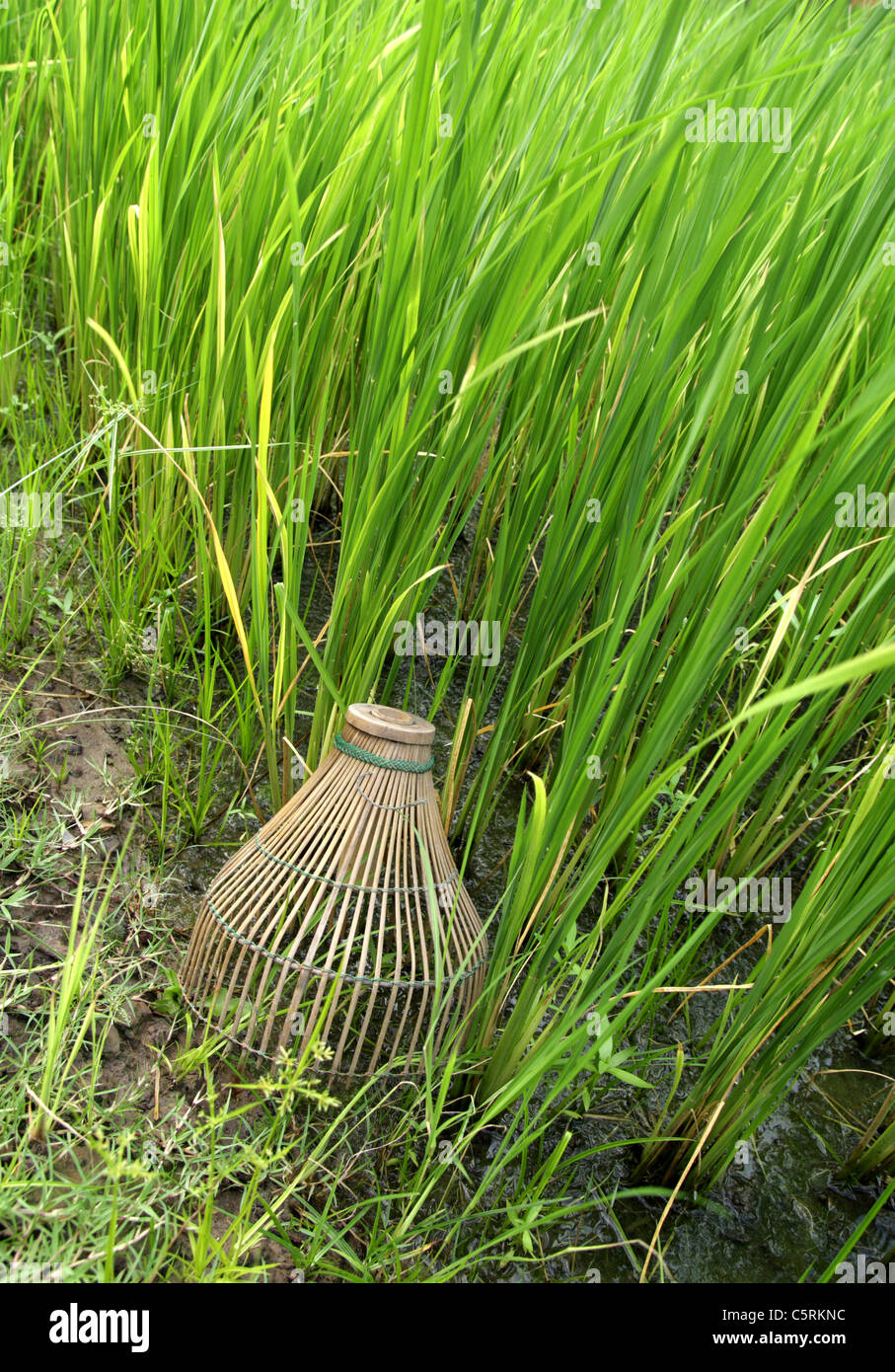Fish trap in rice field Stock Photo - Alamy