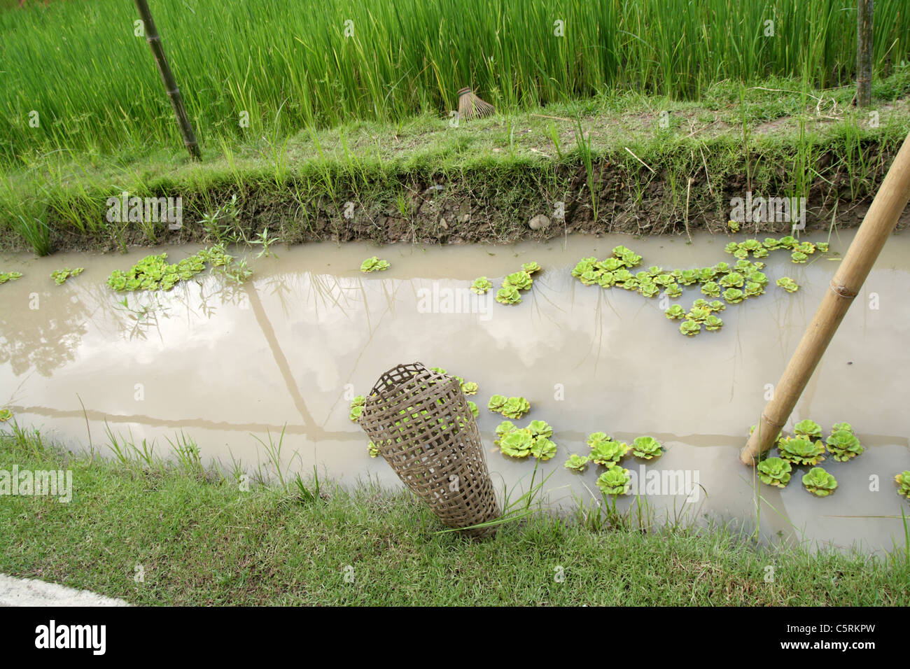 Fish trap in rice field Stock Photo - Alamy
