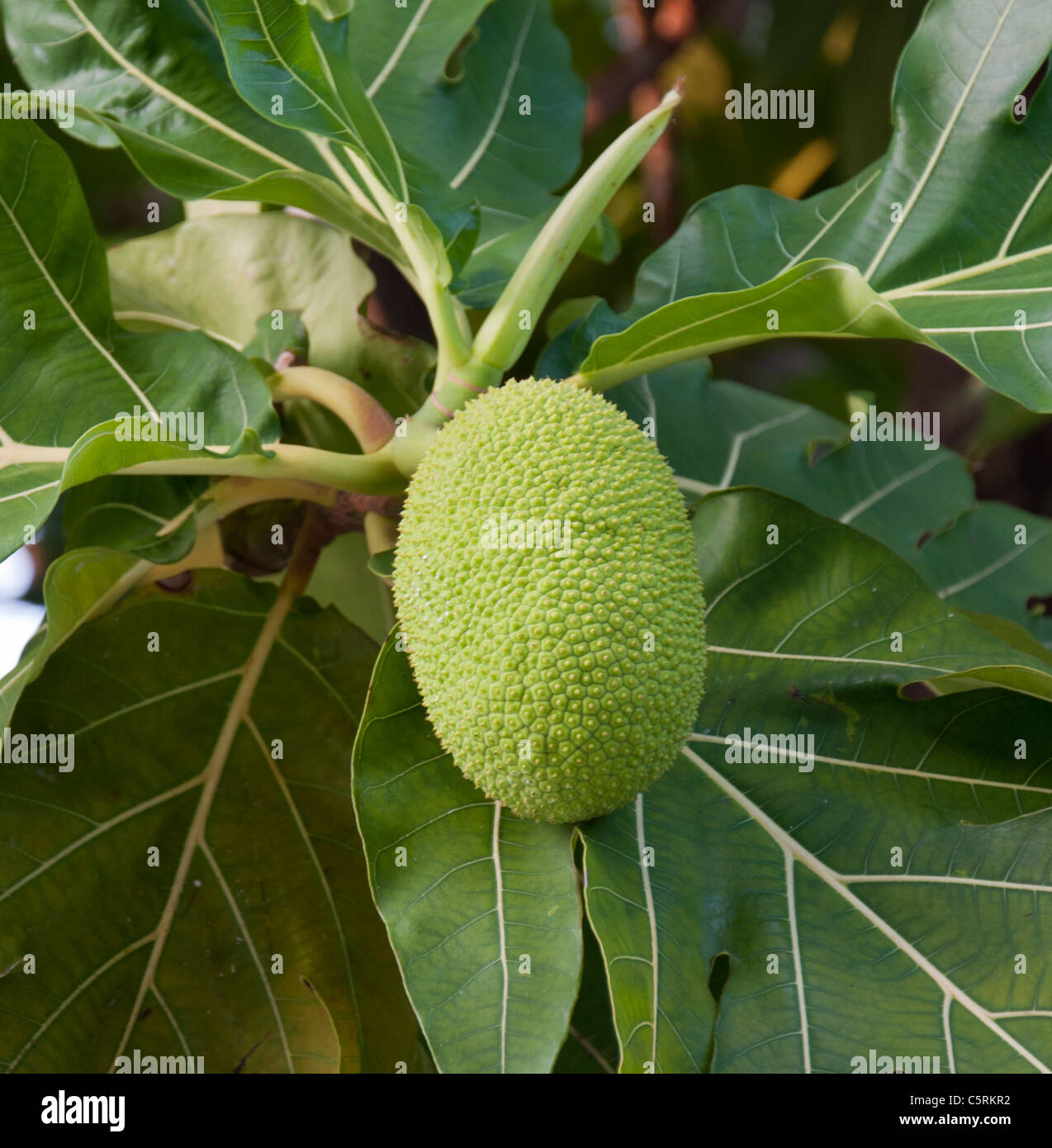 Bread Fruit Tree In Saint Vincent