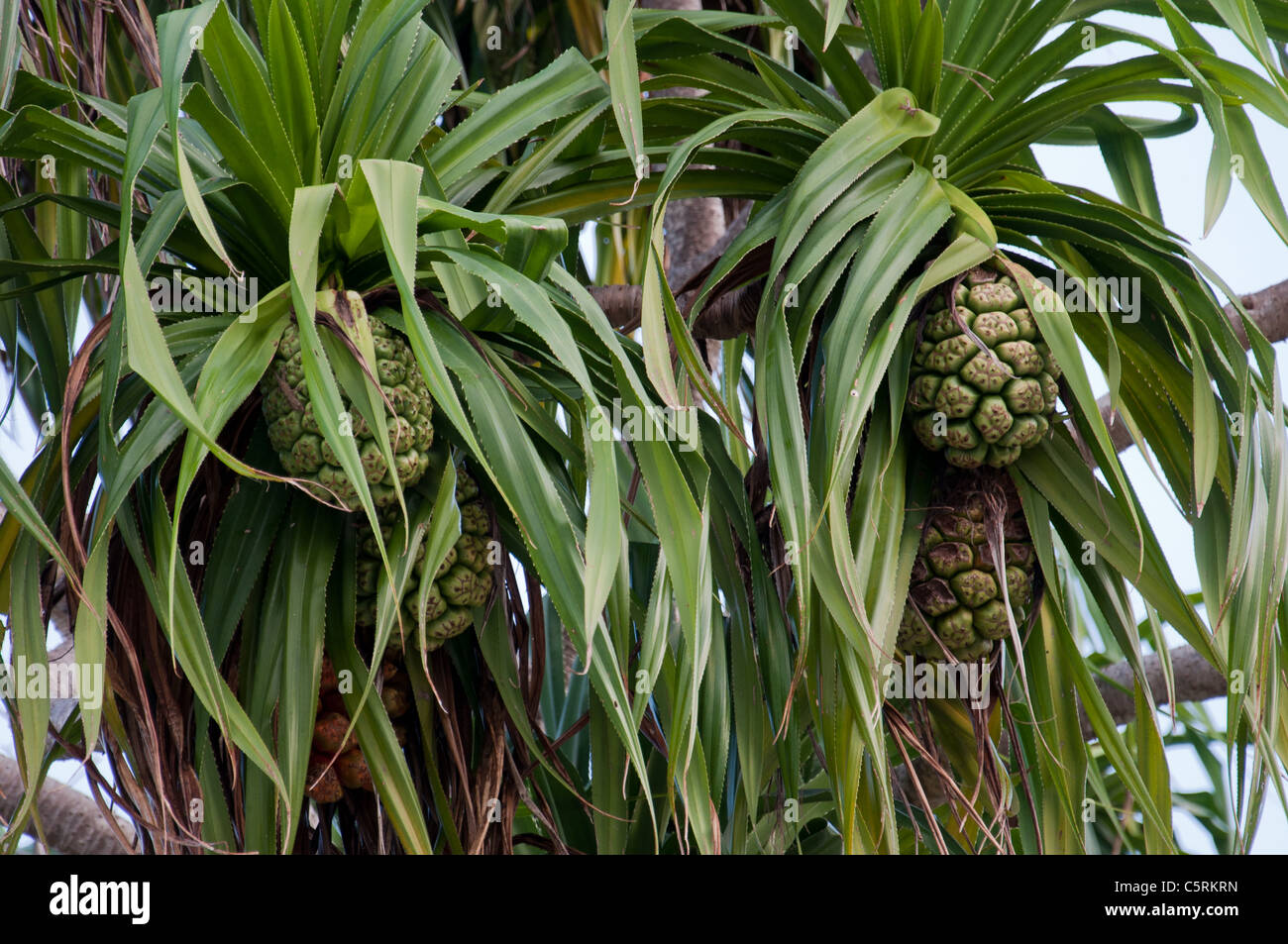 Pandanus palm hi-res stock photography and images - Alamy