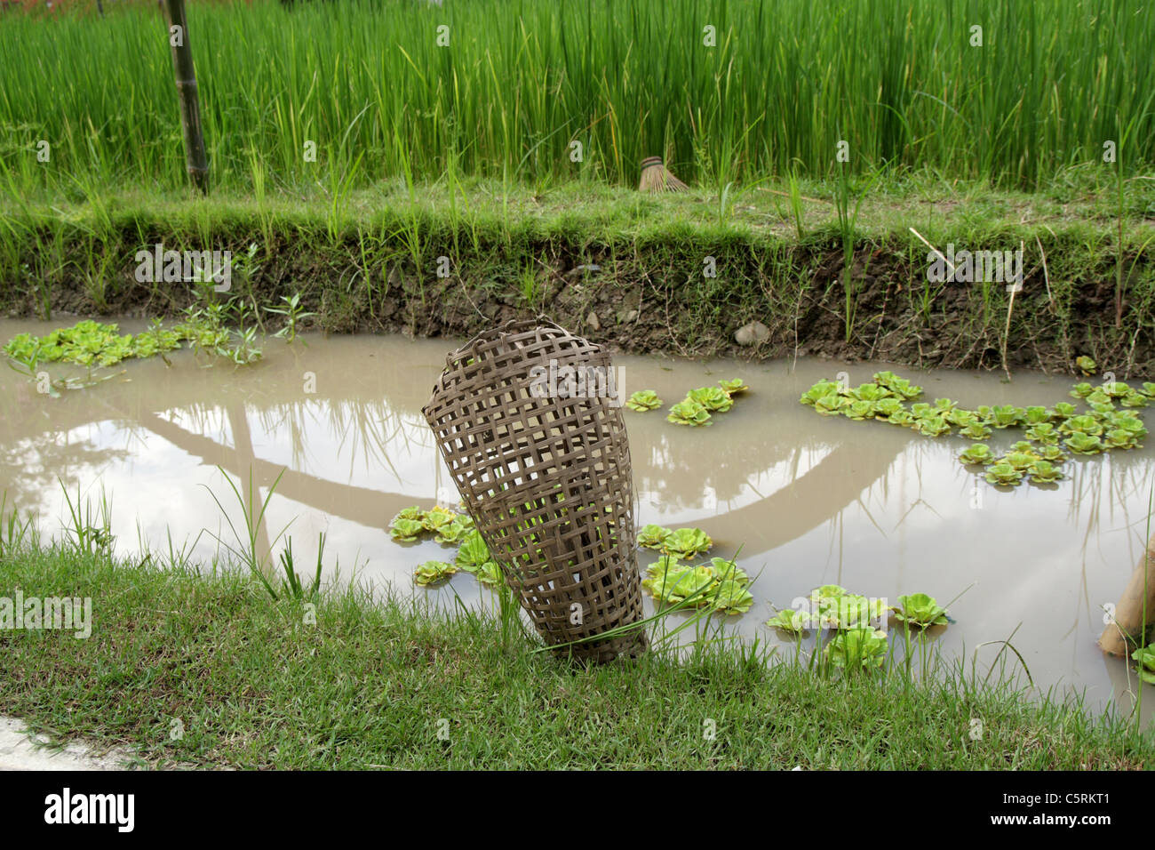 Fish trap in rice field Stock Photo - Alamy