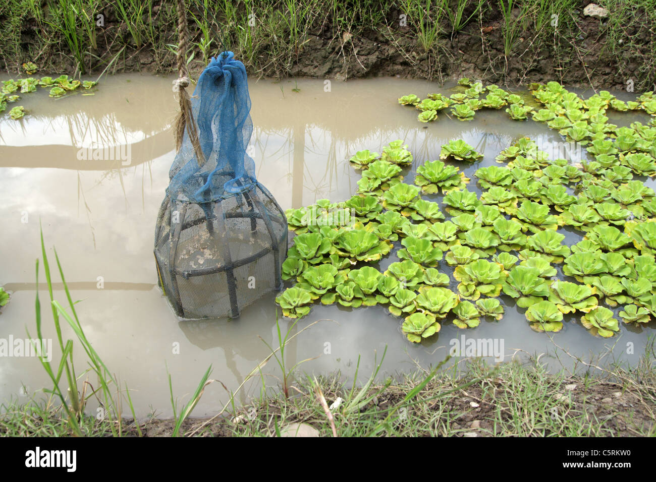 Fish trap in rice field Stock Photo - Alamy