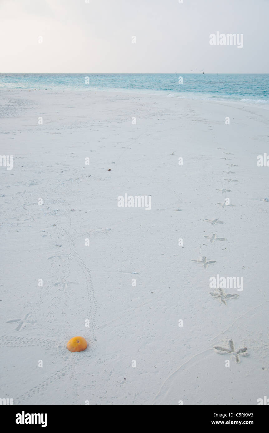 Orange and stork foot prints on beach, The Maldives Stock Photo - Alamy