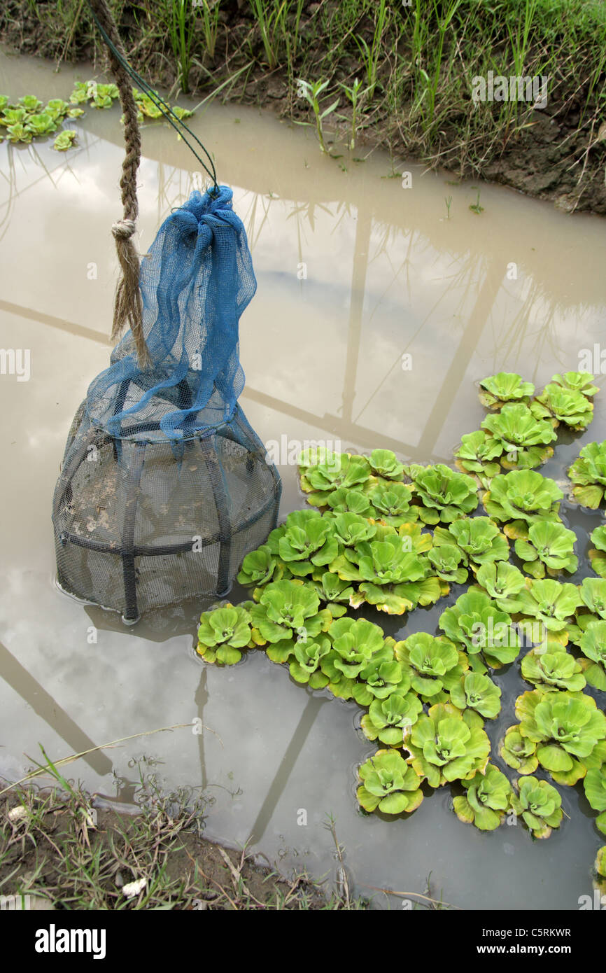 Fish trap in rice field Stock Photo - Alamy