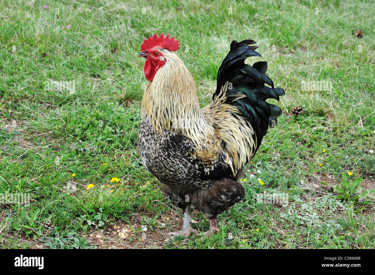 Being proud to be a chicken Stock Photo - Alamy