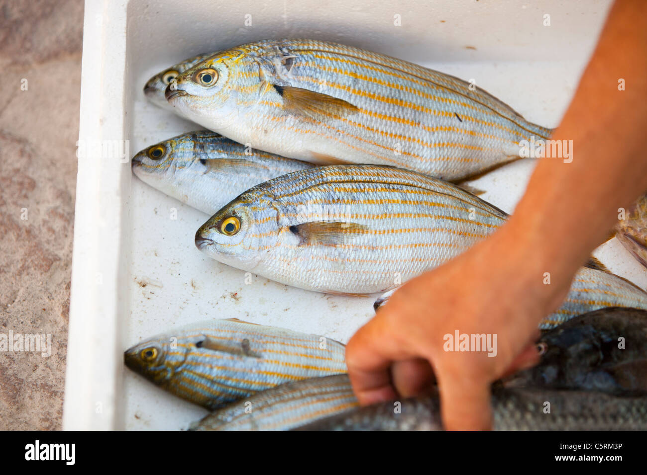 Aegean fish hi-res stock photography and images - Alamy
