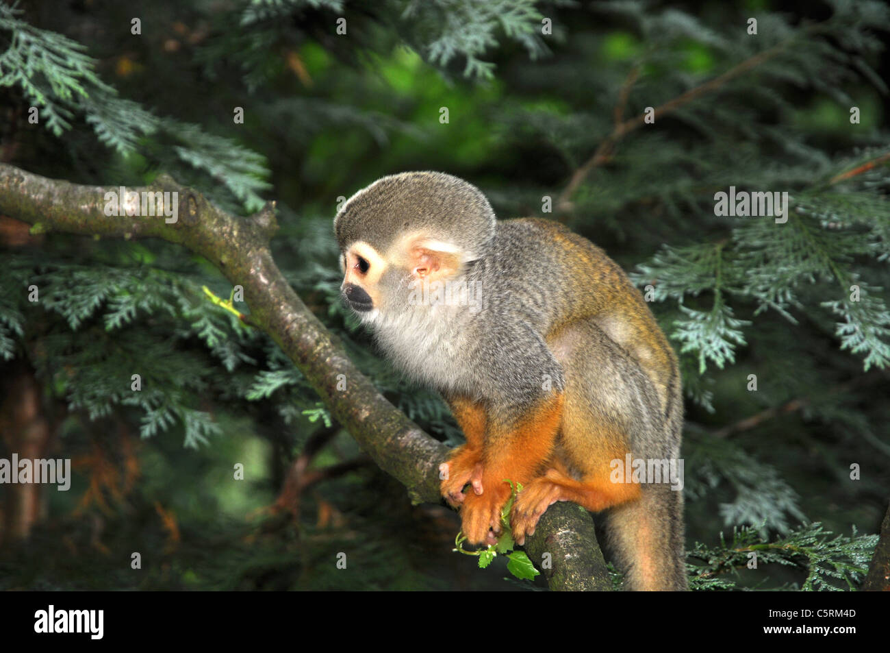 Saimiri monkey in the forest on a branch Stock Photo - Alamy