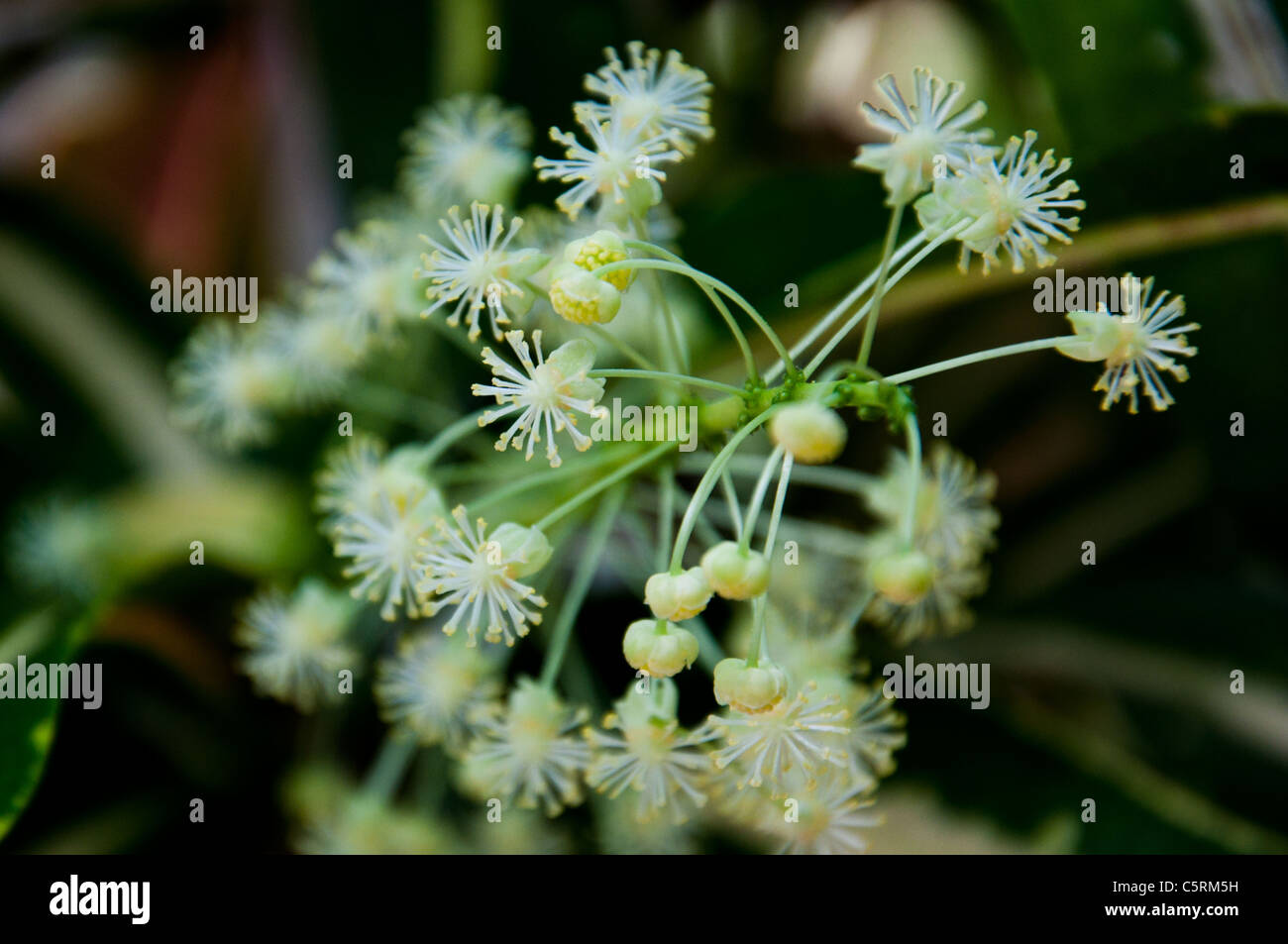 Male flower buds hi-res stock photography and images - Alamy
