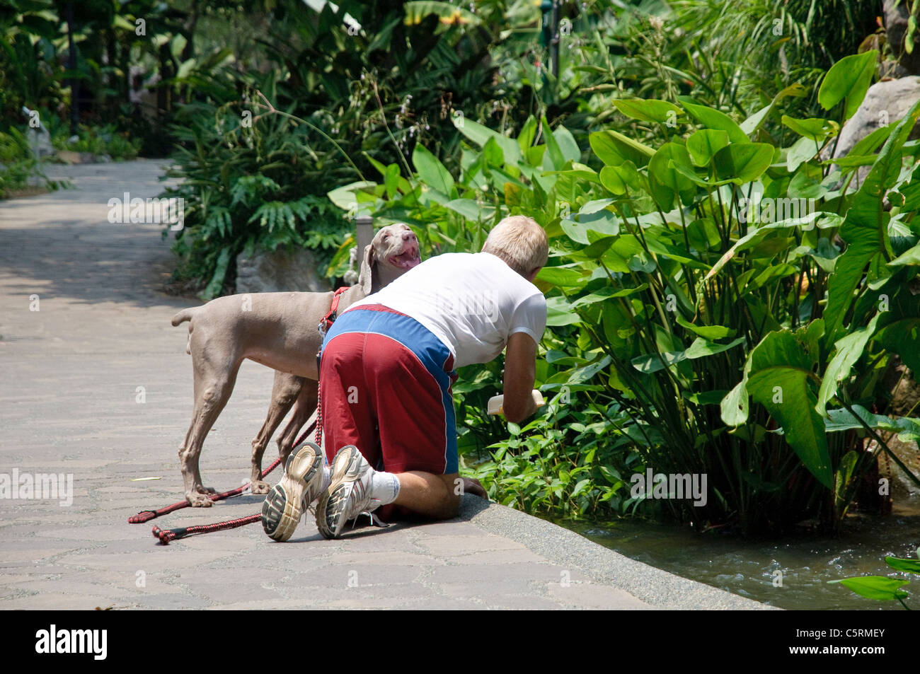 Dogs drink water from pool hi-res stock photography and images - Alamy