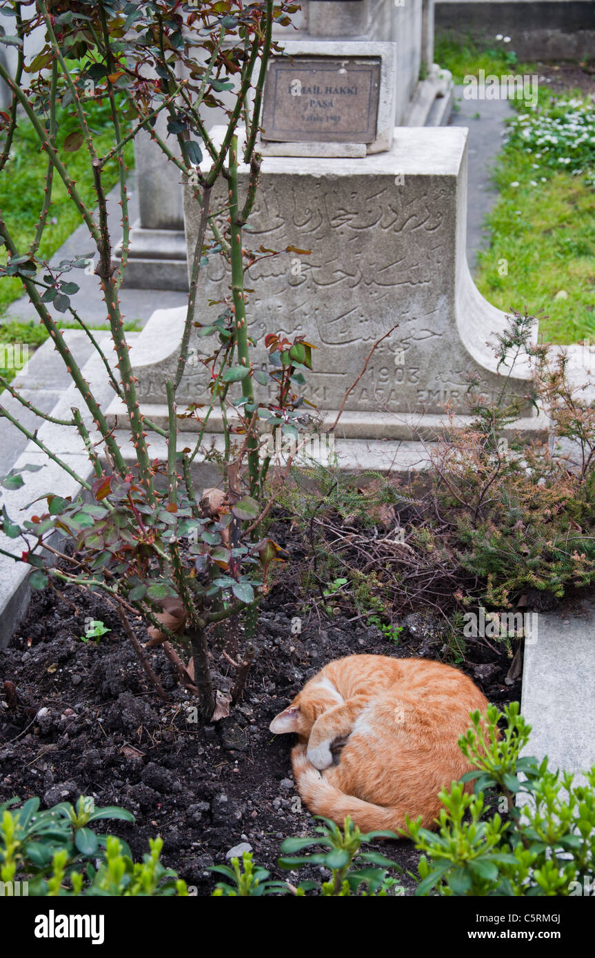 Cat cemetery hi-res stock photography and images - Alamy
