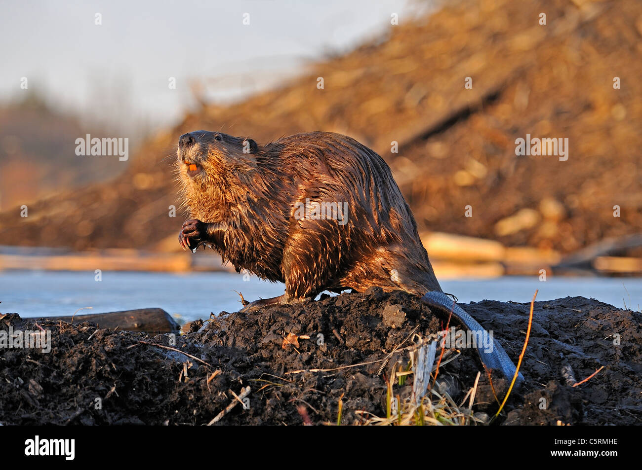 Adult beaver sitting on dam hi-res stock photography and images - Alamy