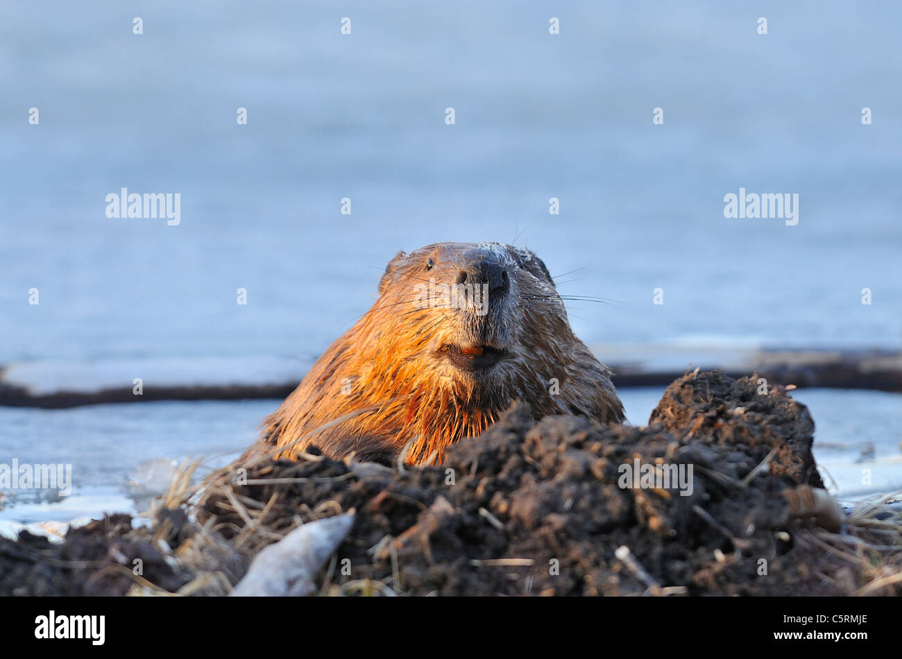 A close up front face portrait of beaver rising out of the water on to ...
