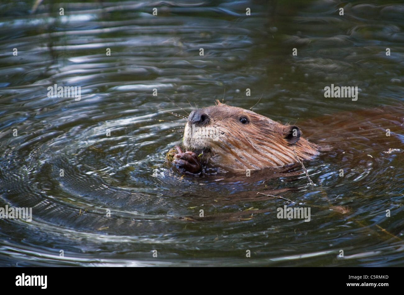 A beaver floats effortlessly through the water while feeding on some ...