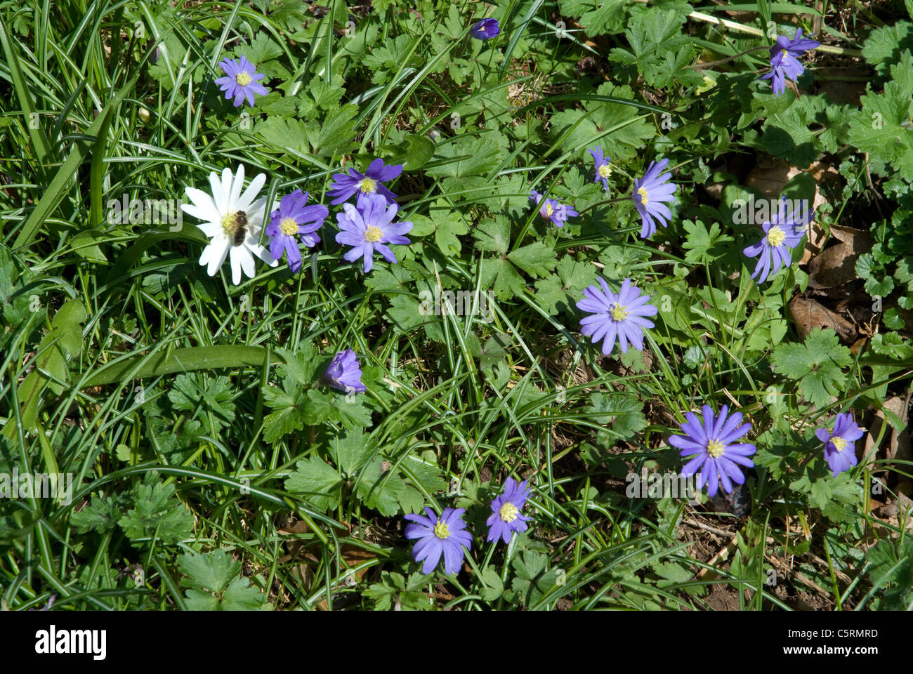 Blue flowering Anemone Blanda Ranunculaceae windflower Royal Victoria ...