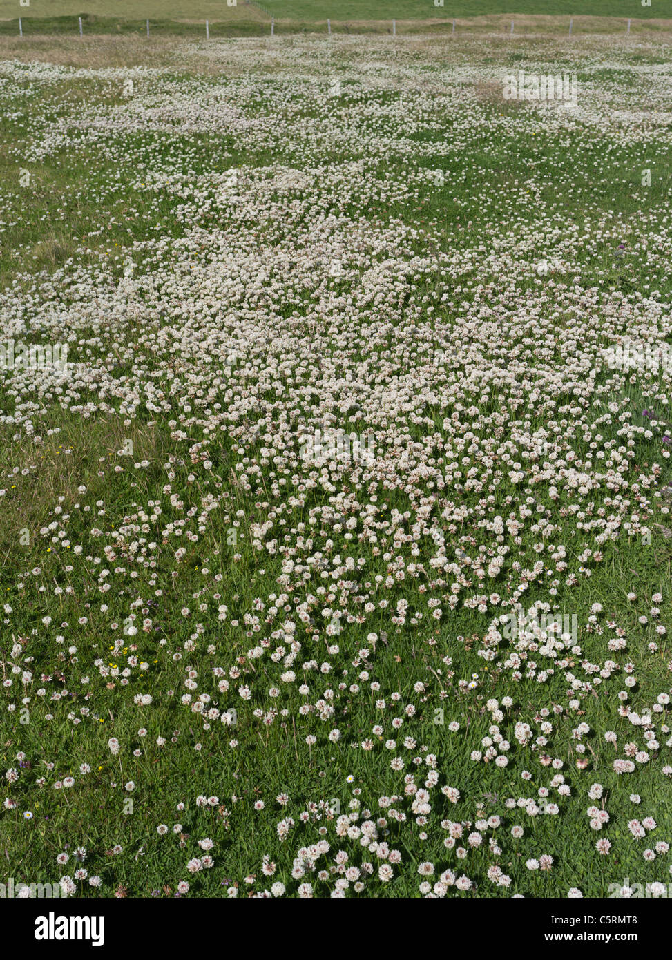 dh CLOVER UK White Clover Trifolium repens hillside grass field meadow ...