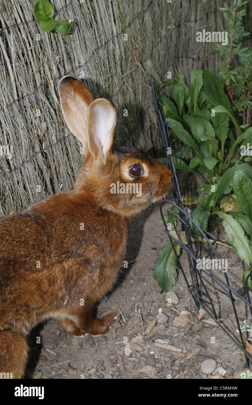 Belgian hare rabbit hare hi-res stock photography and images - Alamy