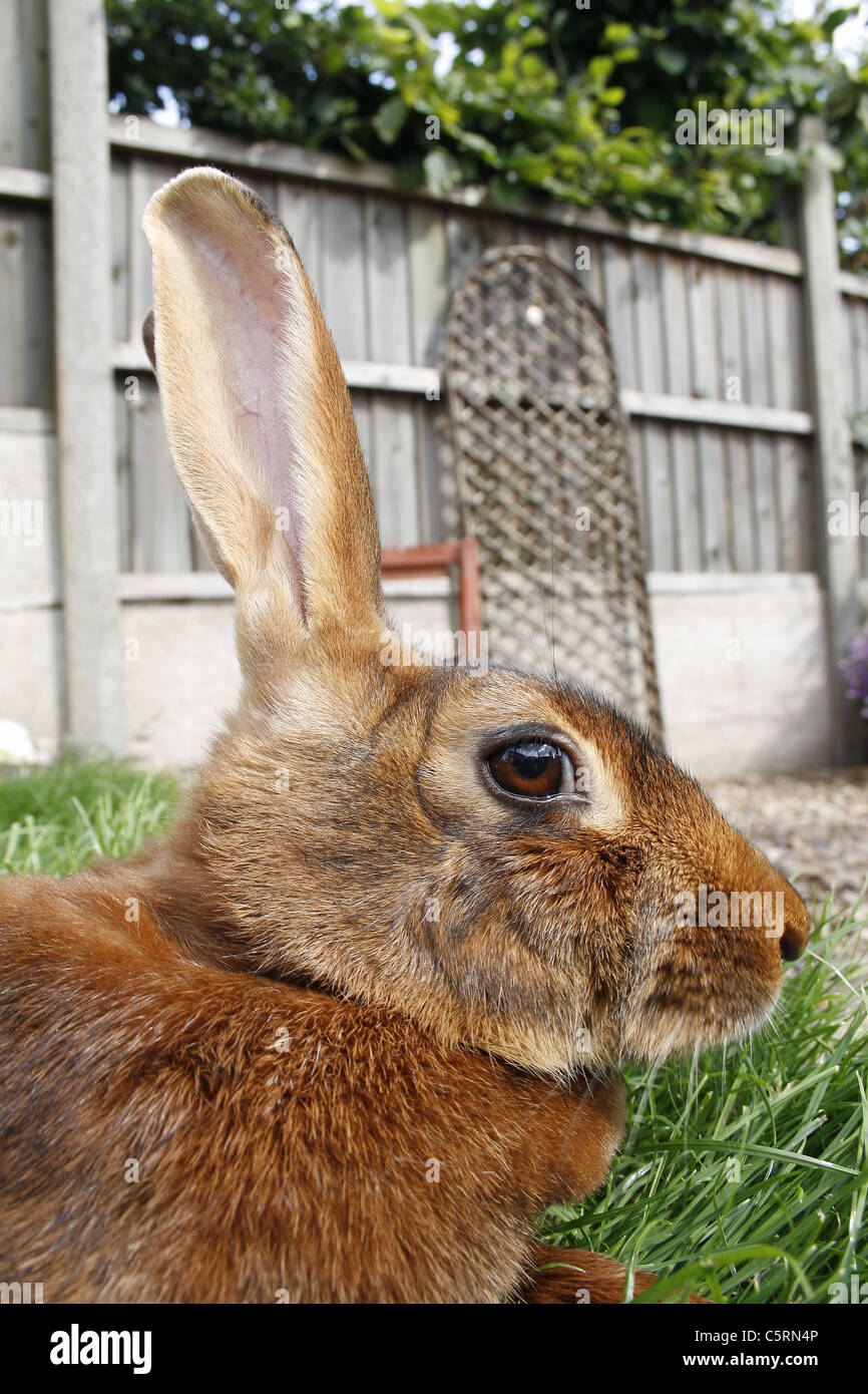 female belgian hare in garden. Oryctolagus cuniculus Stock Photo - Alamy