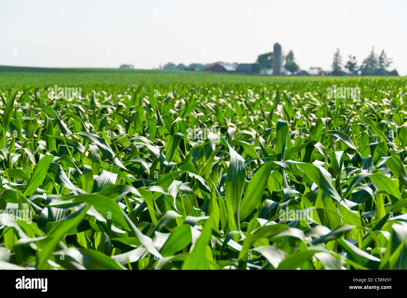A Large corn field with a farm in the background Stock Photo - Alamy