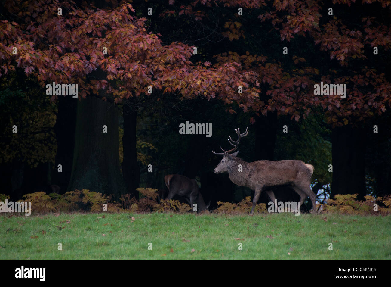Red stag walking edge woods hi-res stock photography and images - Alamy