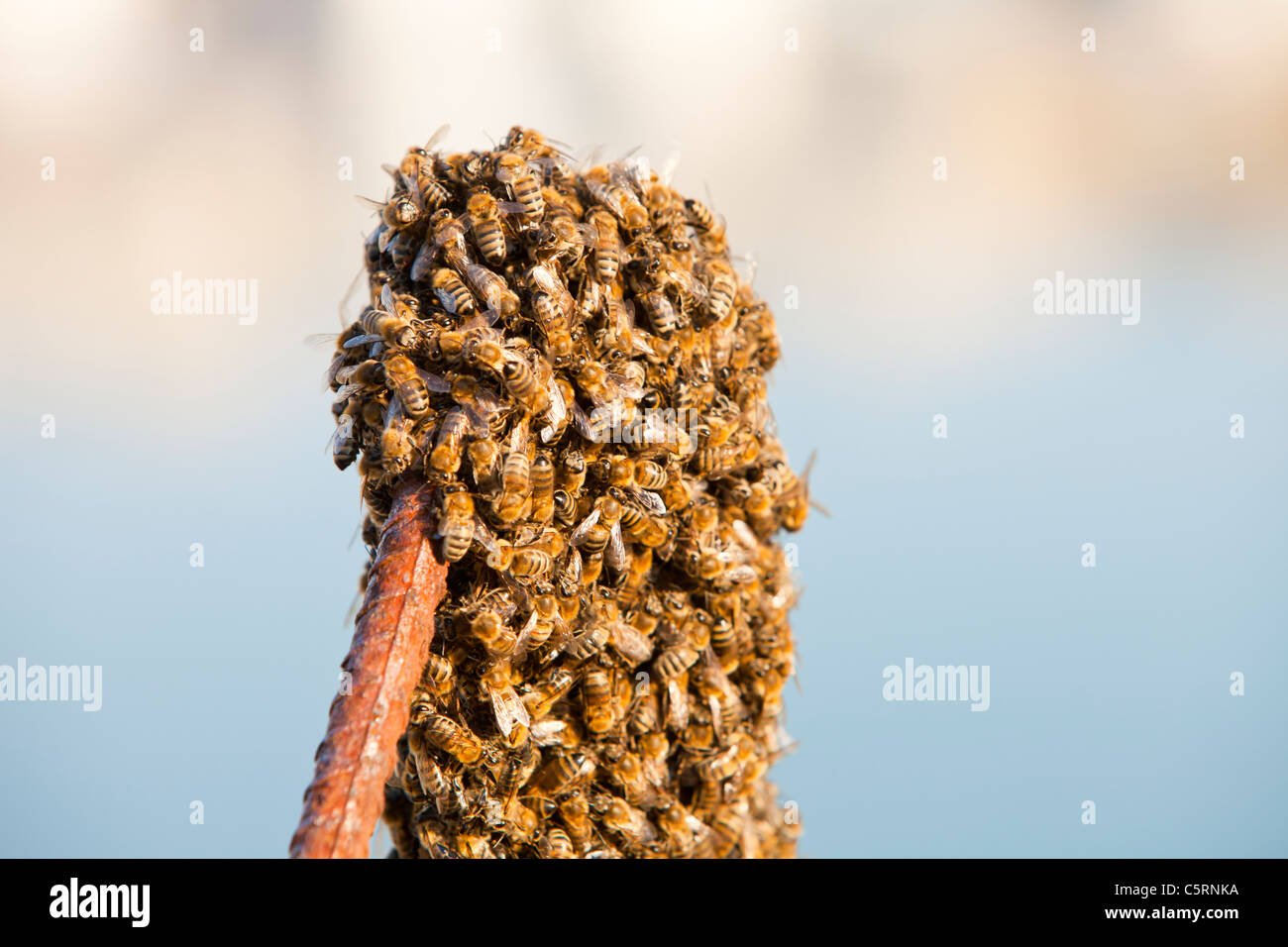 A swarm of honey bees in Skala Eresou, Lesbos, Greece Stock Photo - Alamy