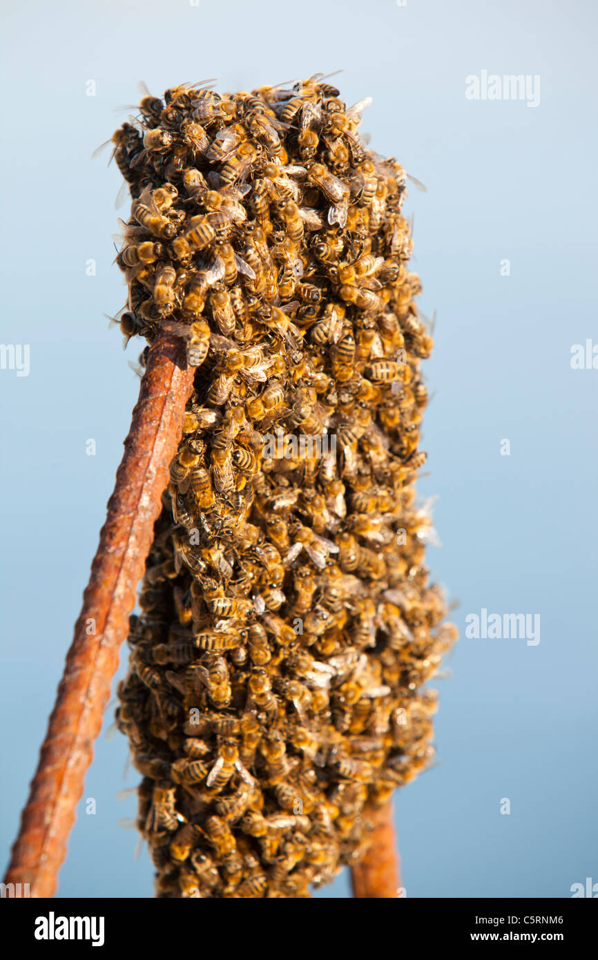 A swarm of honey bees in Skala Eresou, Lesbos, Greece Stock Photo - Alamy