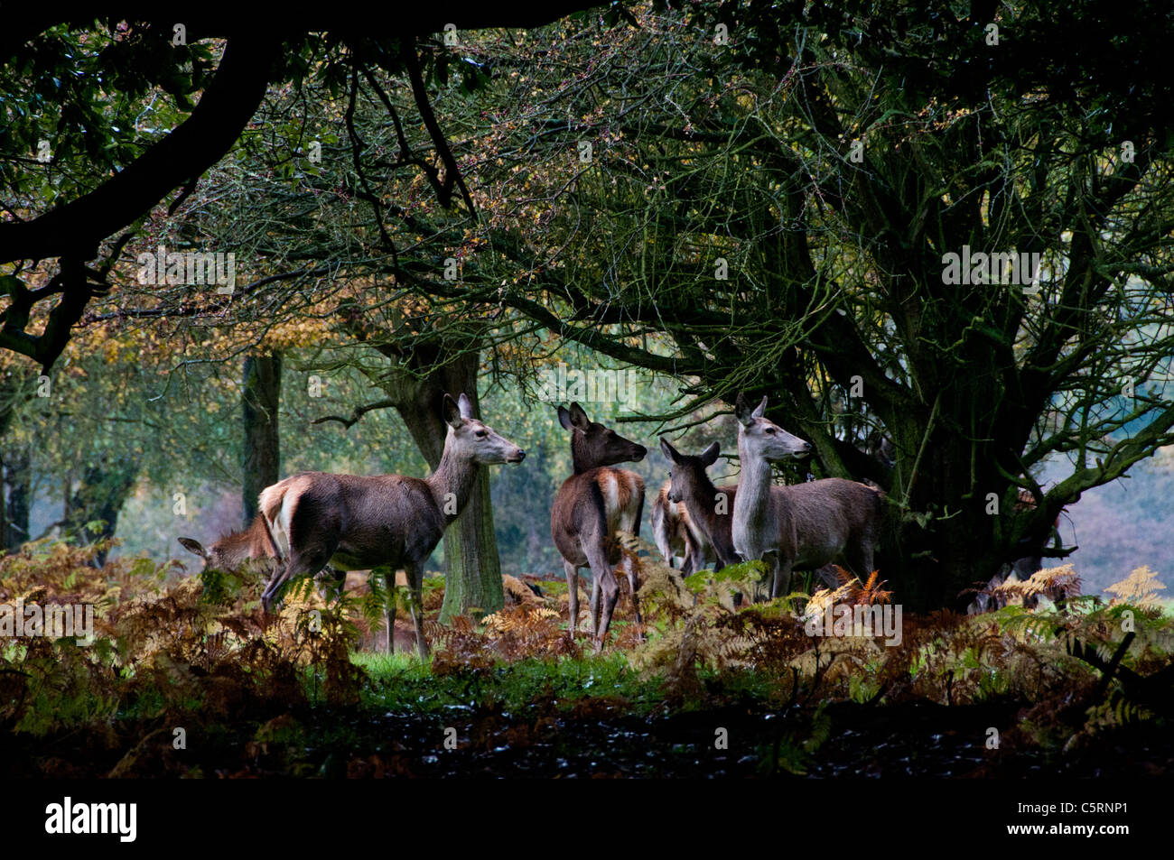 Four hinds hi-res stock photography and images - Alamy
