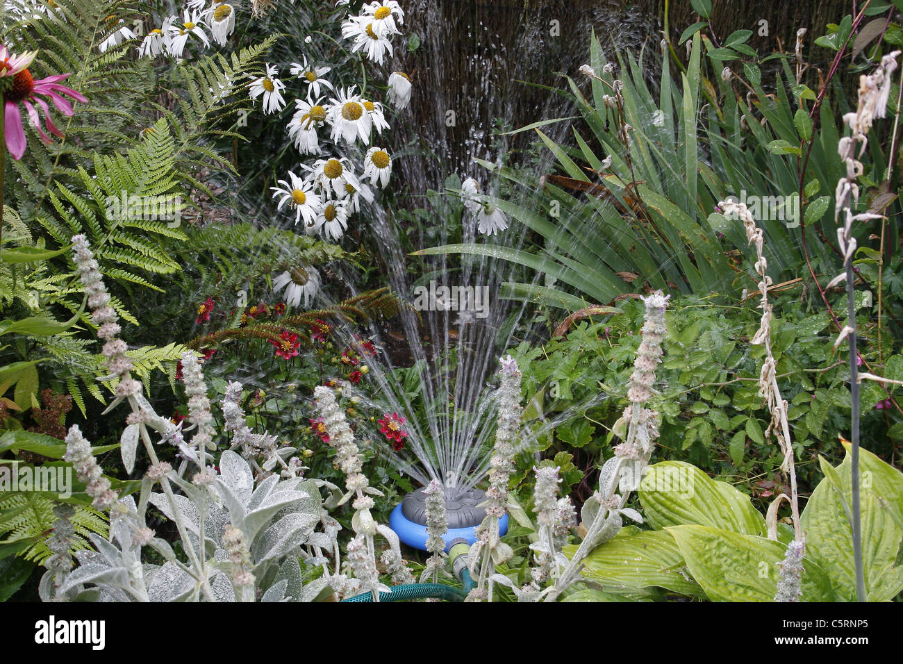 garden flowers being watered by sprinkler system Stock Photo - Alamy